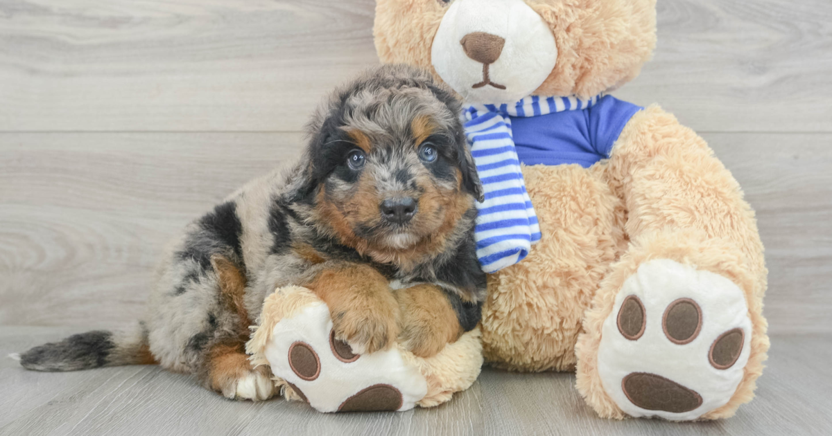 Adorable Mini Bernedoodle Octavius: 10lb 6oz Doodle Puppy