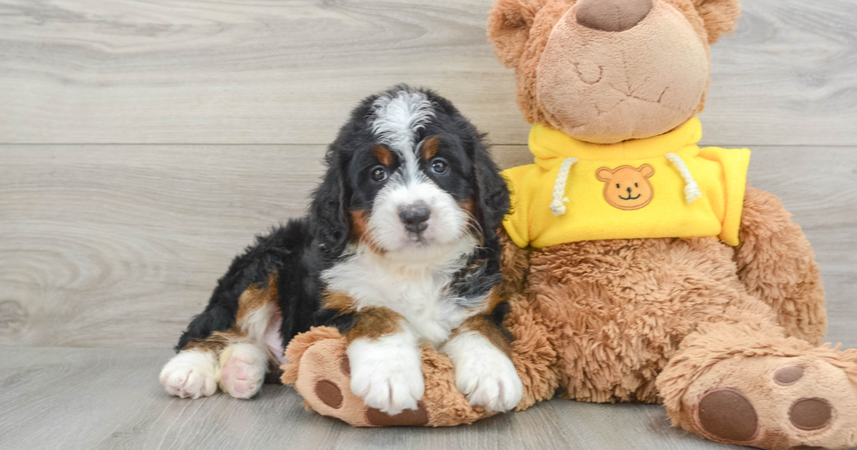 Petite Mini Bernedoodle Octavius: 10lb 4oz Doodle Puppy