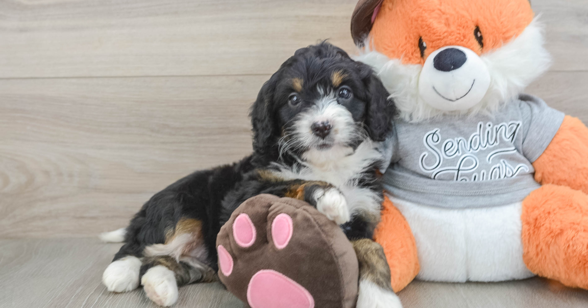 Sweet Mini Bernedoodle Raya: 7lb 15oz Doodle Puppy