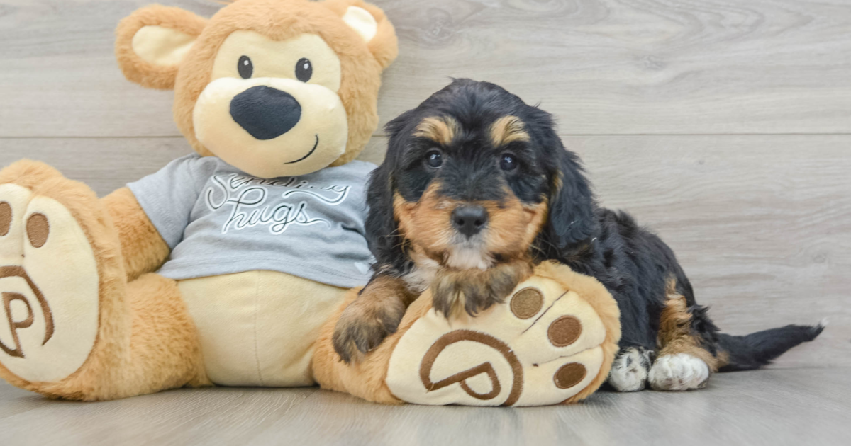Adorable Mini Bernedoodle Razzle: 10lb 15oz Doodle Puppy