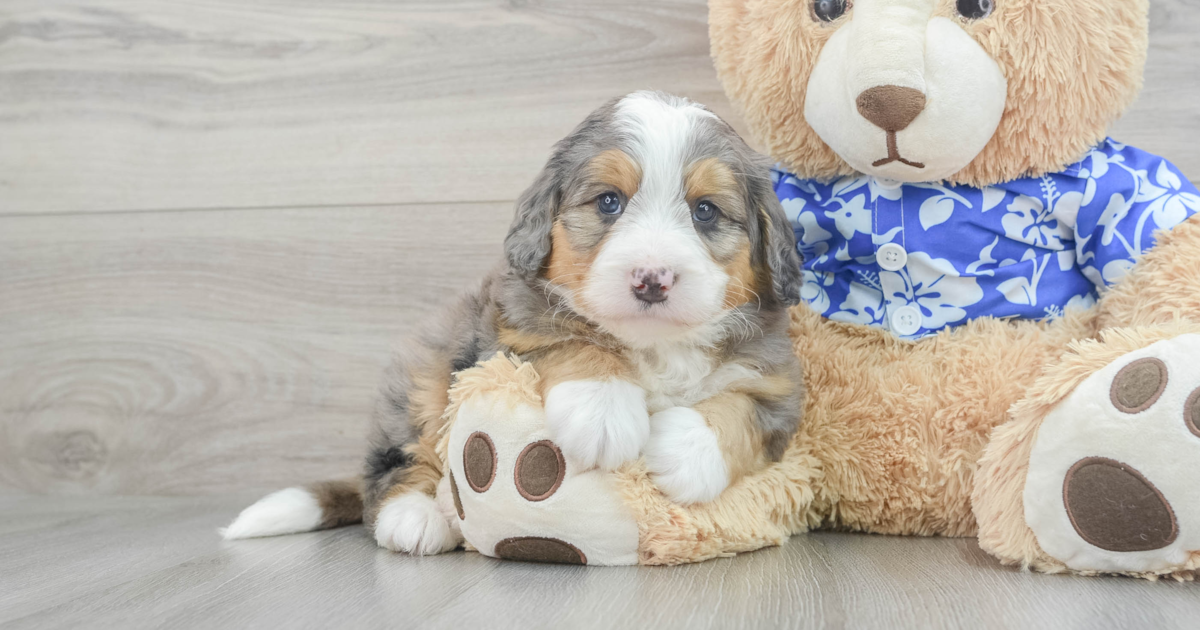 Friendly Mini Bernedoodle Roam: 9lb 8oz Doodle Puppy