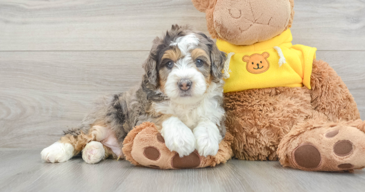 Small Mini Bernedoodle Roam: 7lb 8oz Doodle Puppy