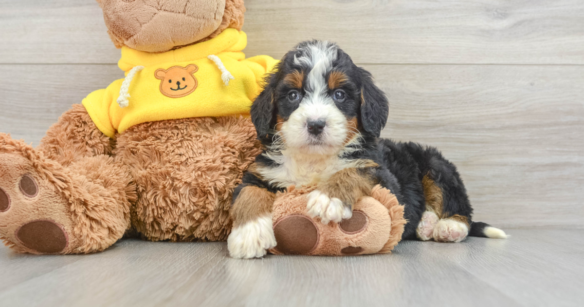 Cute Mini Bernedoodle Roam: 7lb 5oz Doodle Puppy