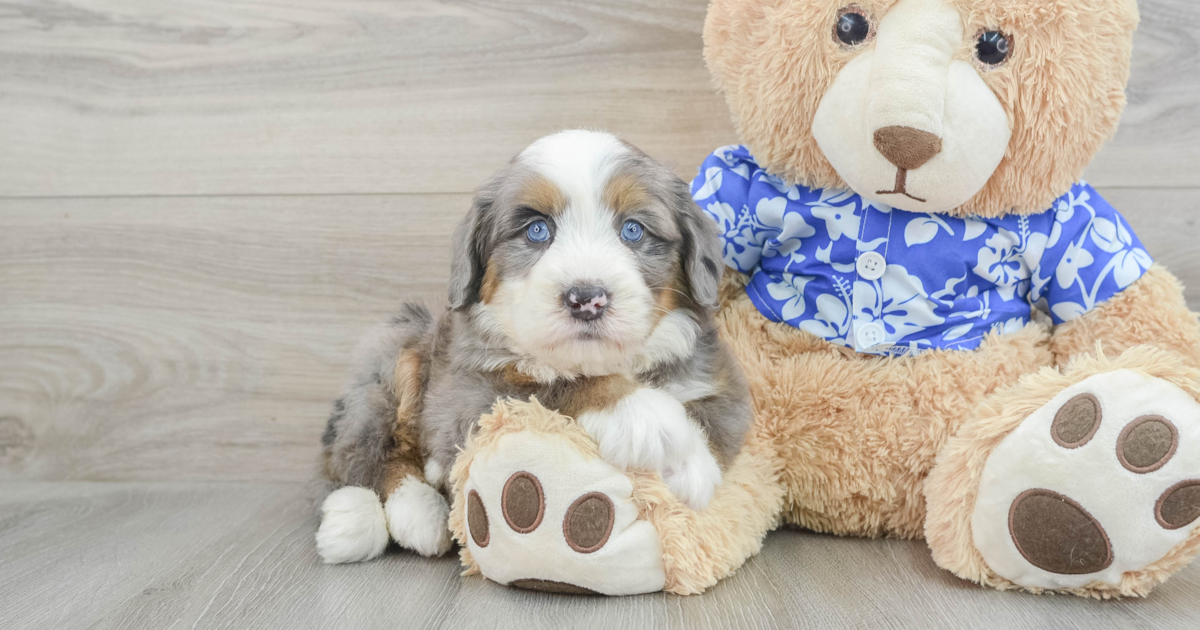 Friendly Mini Bernedoodle Roam: 7lb 10oz Doodle Puppy