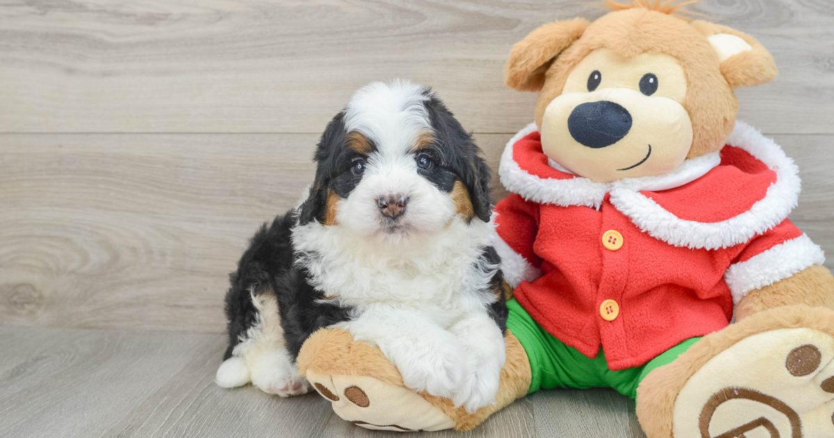 Smart Mini Bernedoodle Roam: 10lb 13oz Doodle Puppy