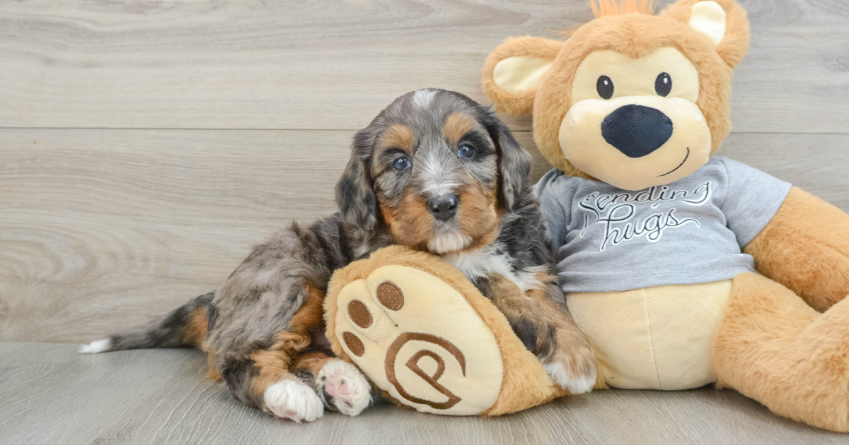 Funny Mini Bernedoodle Roam: 14lb 15oz Doodle Puppy