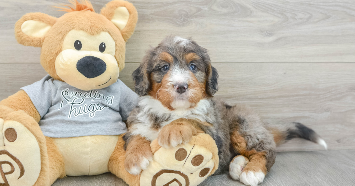 Cute Mini Bernedoodle Roam: 11lb 15oz Doodle Puppy