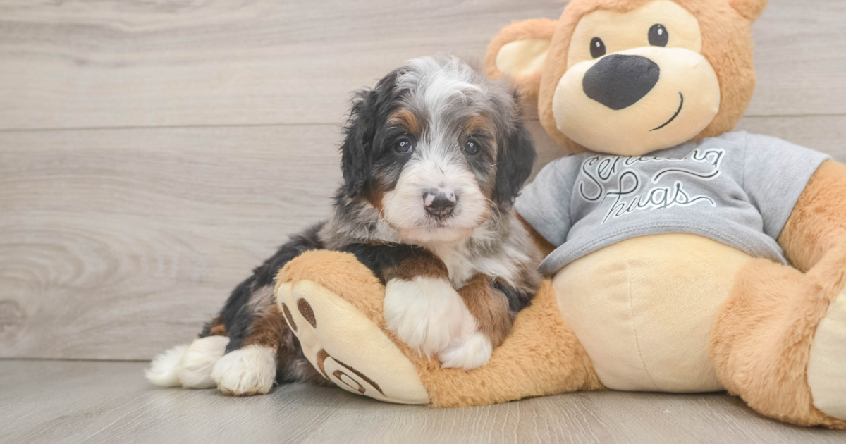 Friendly Mini Bernedoodle Roam: 9lb 1oz Doodle Puppy