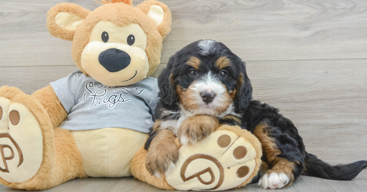 Fluffy Mini Bernedoodle Roblox: 11lb 2oz Doodle Puppy
