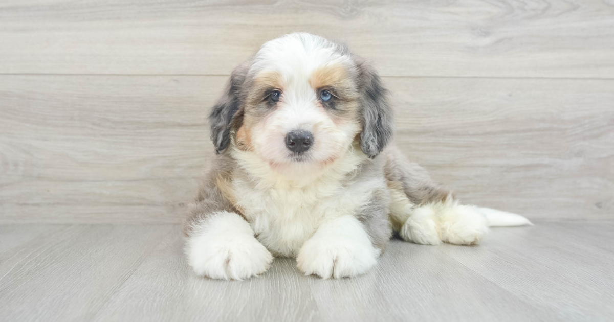 Playful Mini Bernedoodle Samson: 9lb 15oz Doodle Puppy