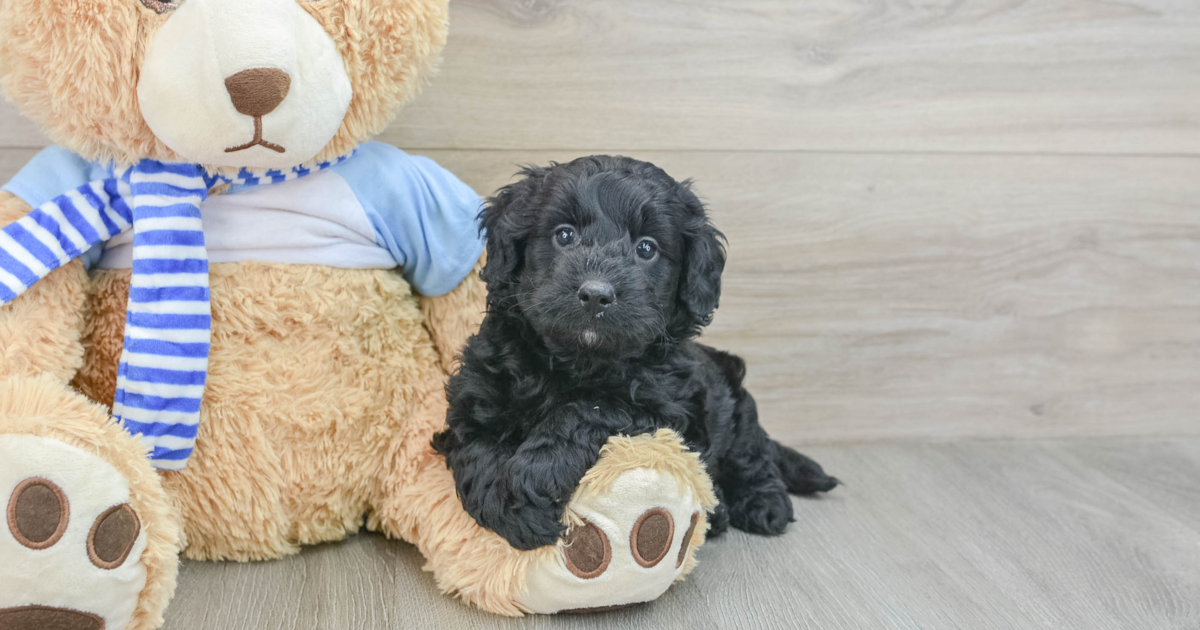 Small Mini Bernedoodle Shaggy: 5lb 13oz Doodle Puppy