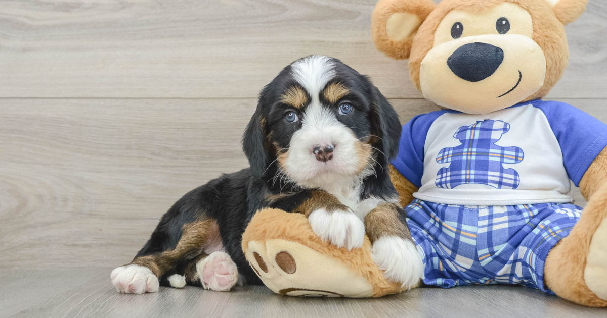 Smart Mini Bernedoodle Travis: 14lb 2oz Doodle Puppy
