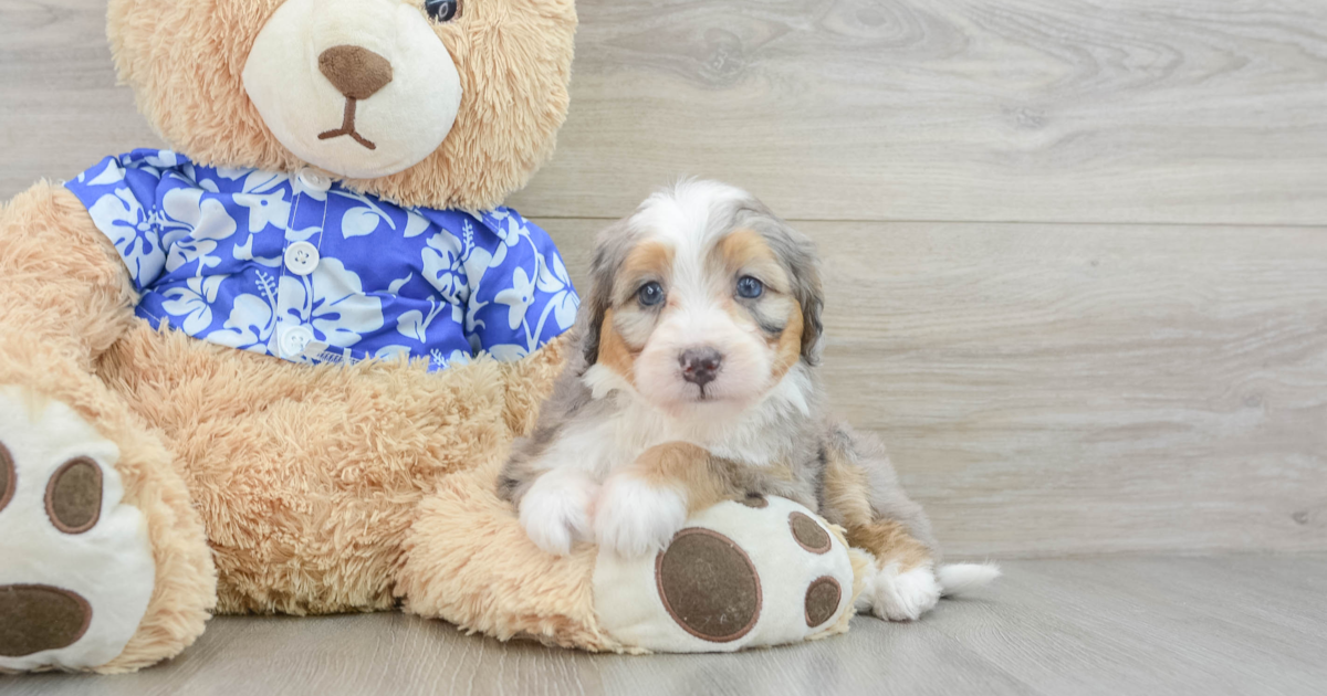Happy Mini Bernedoodle Tulsa: 5lb 15oz Doodle Puppy