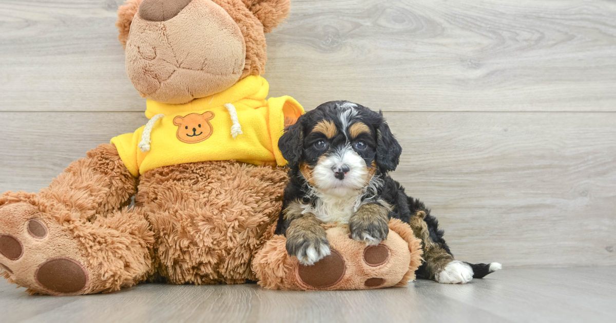 Little Mini Bernedoodle Tulsa: 6lb 2oz Doodle Puppy
