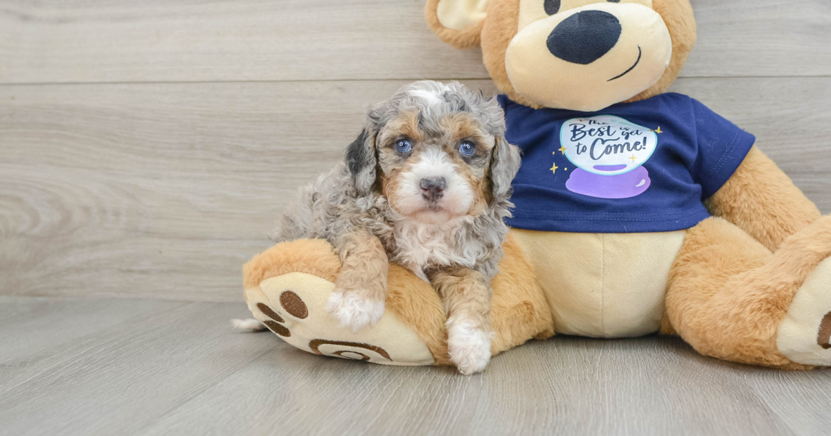 Funny Mini Bernedoodle Tulsa: 5lb 2oz Doodle Puppy