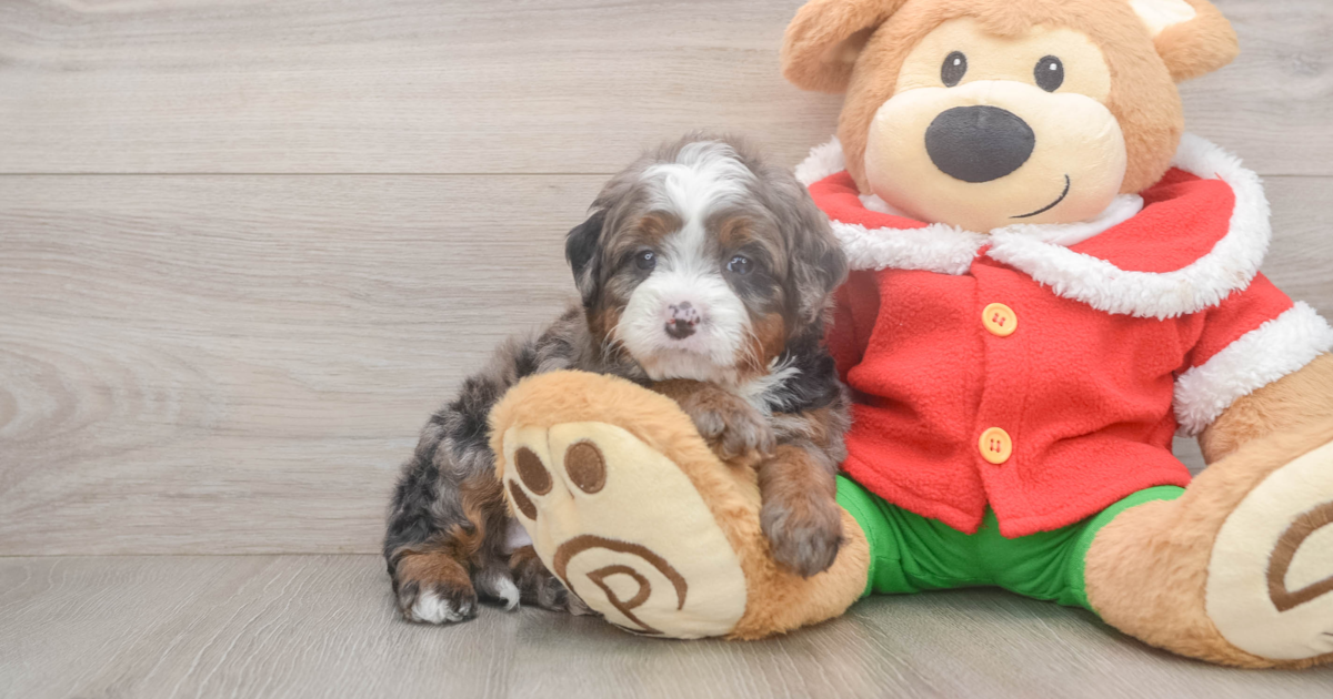 Playful Mini Bernedoodle Tulsa: 4lb 12oz Doodle Puppy