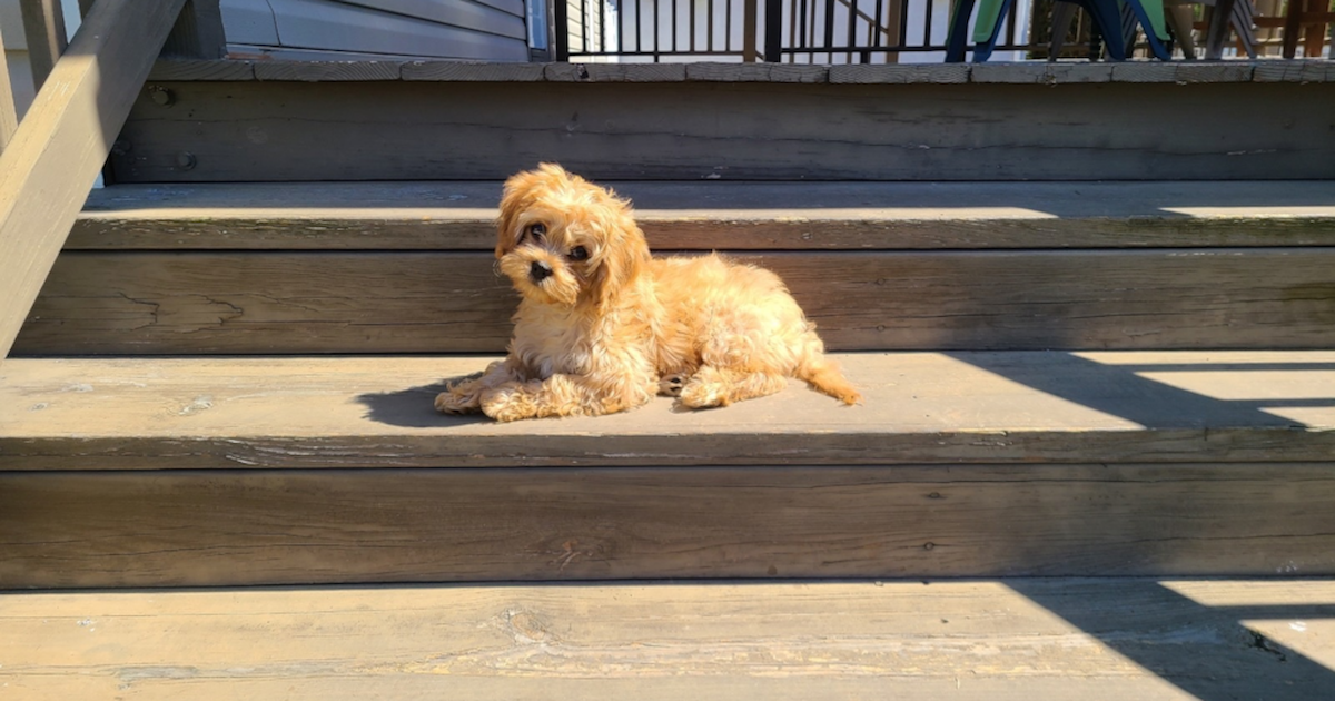 Mini Cavapoos 101: Size, Characteristics, FAQs & More