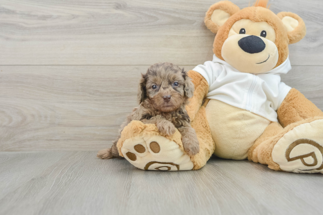 Photo Gallery: Beautiful Mini Doxiedoodle Pictures | Premier Pups