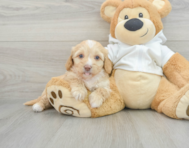 Mini Doxiedoodle Breed Information | Premier Pups