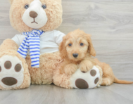 Mini Doxiedoodle Breed Information | Premier Pups