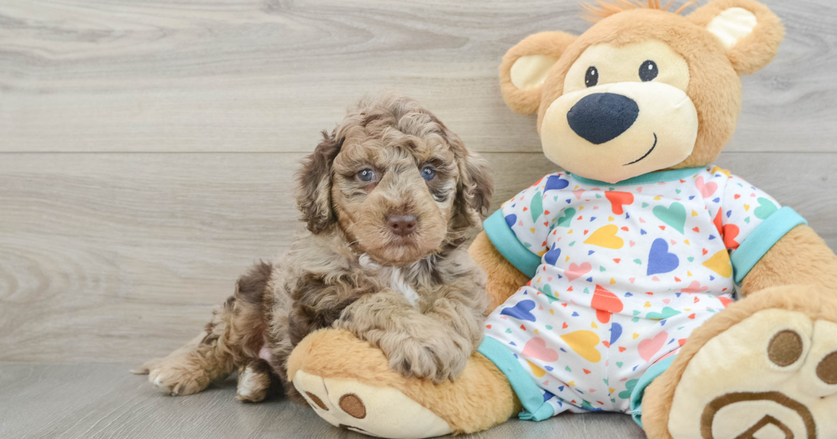 Smart Mini Goldendoodle Adora: 5lb 6oz Doodle Puppy