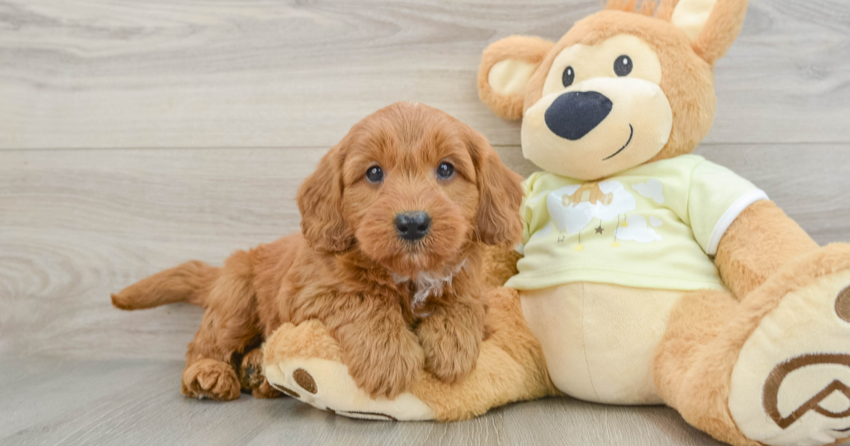 Smart Mini Goldendoodle Alf: 11lb 2oz Doodle Puppy