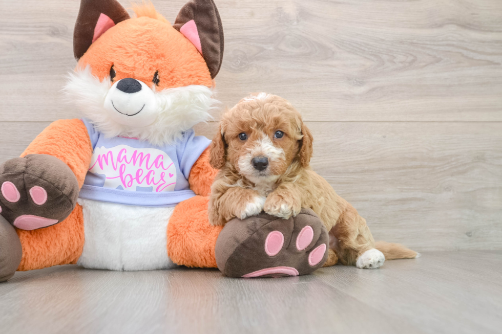 Mini Goldendoodle Alf: 3lb 2oz Doodle Puppy