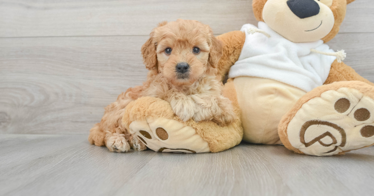 Petite Mini Goldendoodle Anabelle: 5lb 9oz Doodle Puppy