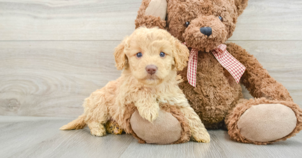 Happy Mini Goldendoodle Anabelle: 5lb 6oz Doodle Puppy