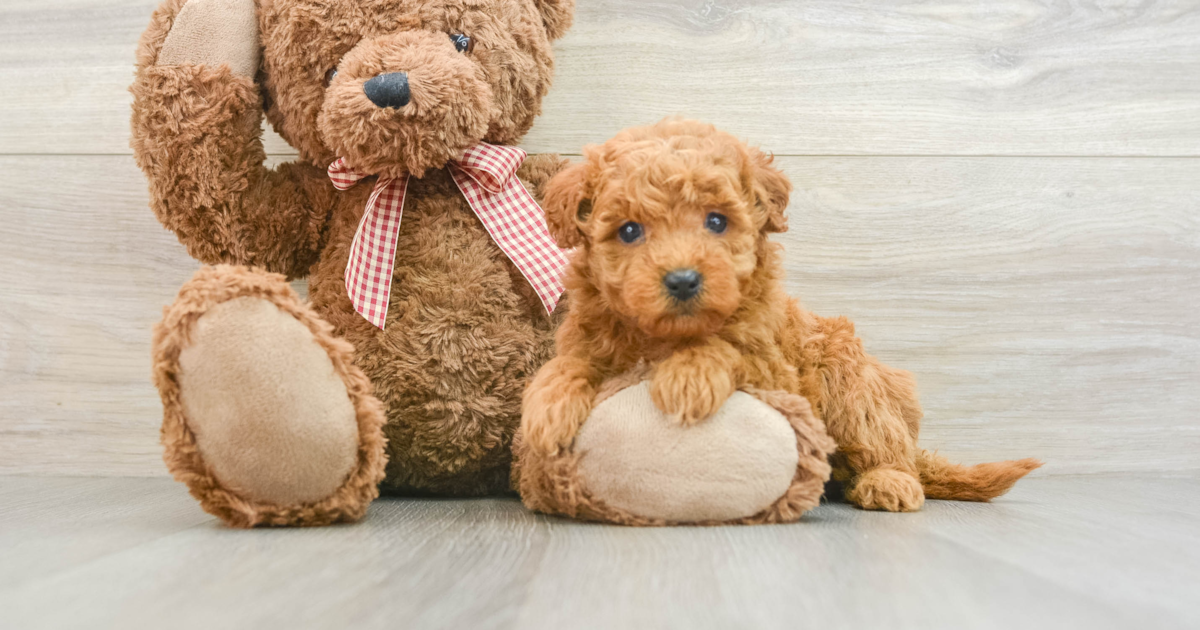 Sweet Mini Goldendoodle Anabelle: 4lb 5oz Doodle Puppy
