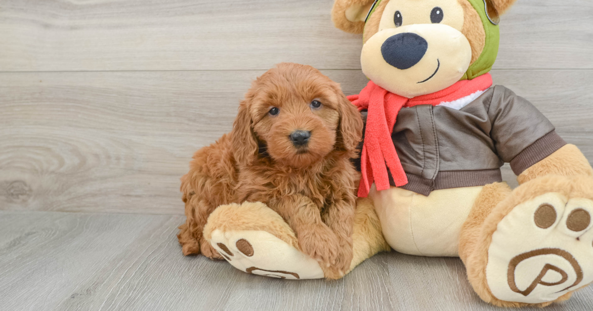 Little Mini Goldendoodle Anabelle: 7lb 8oz Doodle Puppy