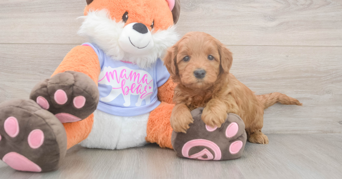 Energetic Mini Goldendoodle Anabelle: 6lb 3oz Doodle Puppy