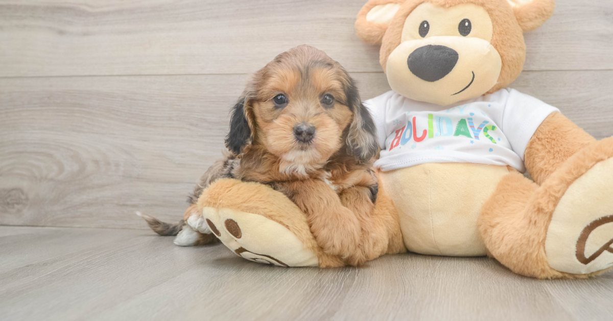Popular Mini Goldendoodle Anabelle: 7lb 1oz Doodle Puppy