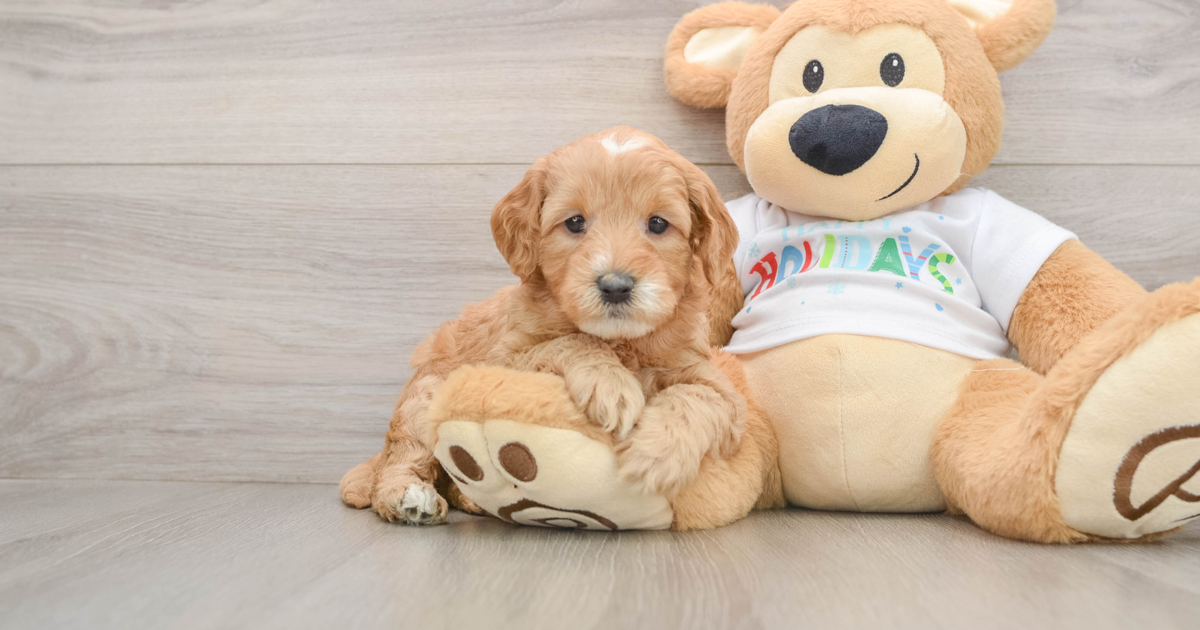 Petite Mini Goldendoodle Anabelle: 5lb 1oz Doodle Puppy