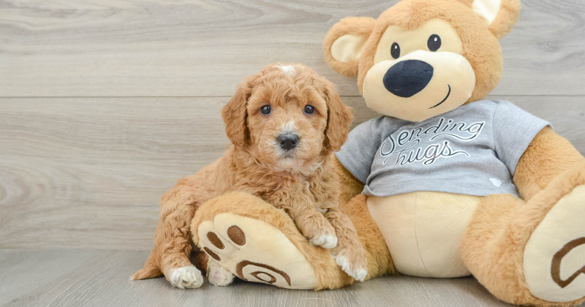 Smart Mini Goldendoodle Andrea: 7lb 8oz Doodle Puppy