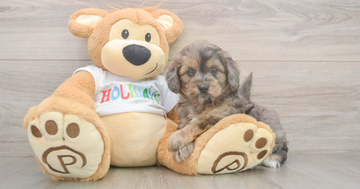 Mini Goldendoodle Andrea: 3lb 4oz Doodle Puppy