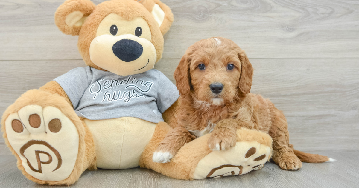 Smart Mini Goldendoodle Archer: 10lb 10oz Doodle Puppy
