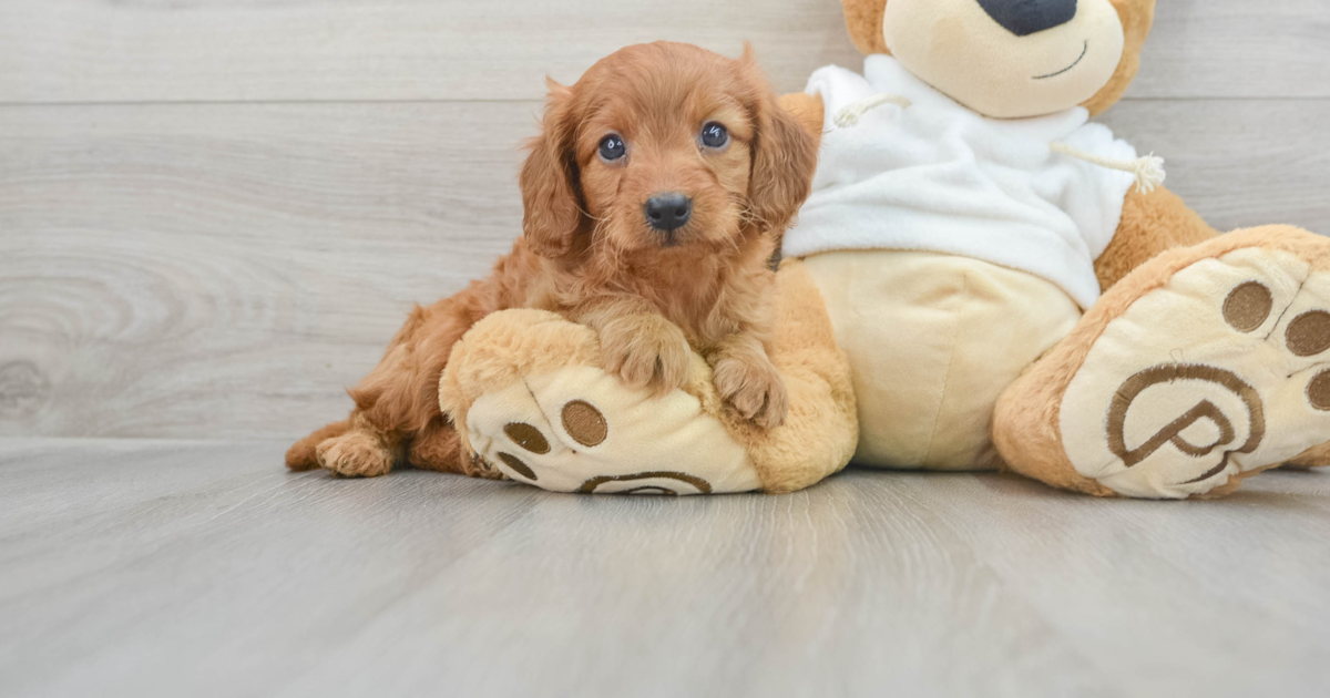 Smart Mini Goldendoodle Armani: 5lb 14oz Doodle Puppy