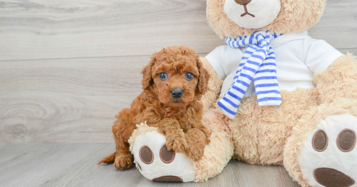 Fluffy Mini Goldendoodle Artemis: 4lb 13oz Doodle Puppy