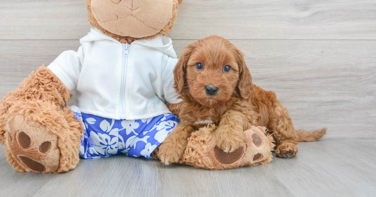 Smart Mini Goldendoodle Artemis: 6lb 2oz Doodle Puppy