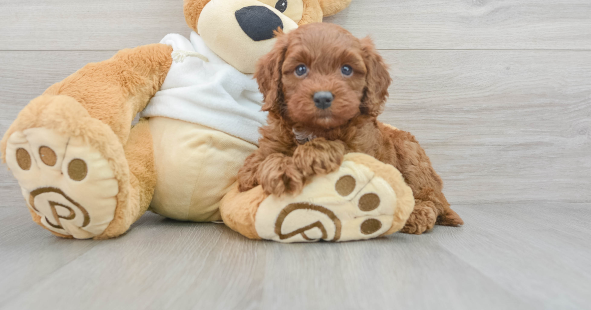 Smart Mini Goldendoodle Artemis: 7lb 3oz Doodle Puppy