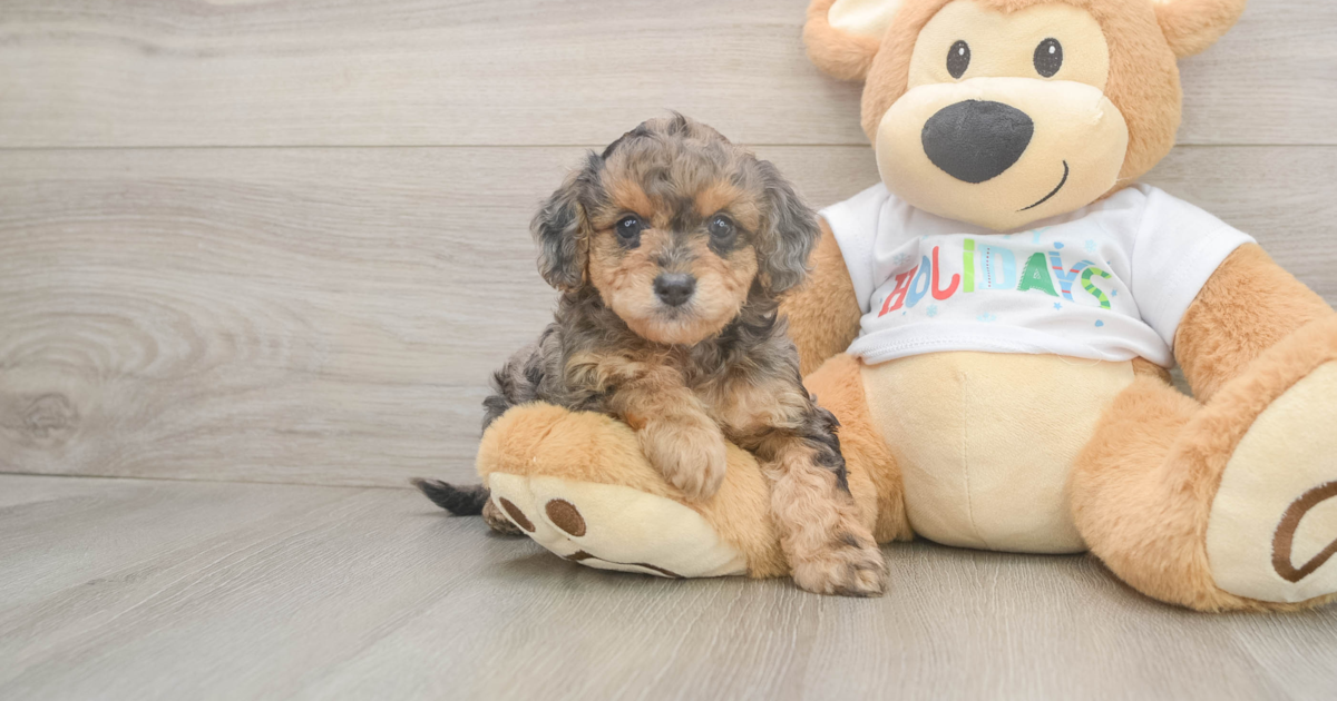 Little Mini Goldendoodle Artemis: 3lb 13oz Doodle Puppy