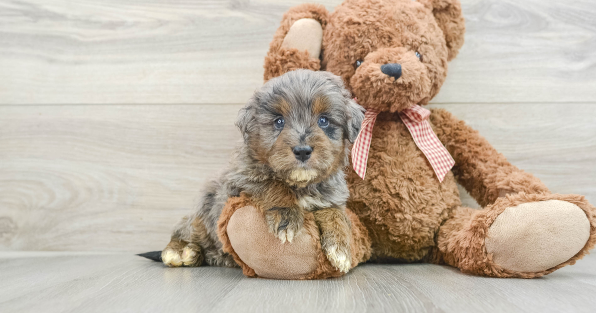 Little Mini Goldendoodle Astro: 7lb 1oz Doodle Puppy