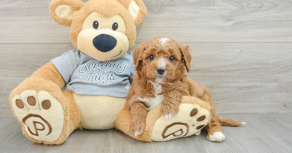 Smart Mini Goldendoodle Astro: 6lb 15oz Doodle Puppy