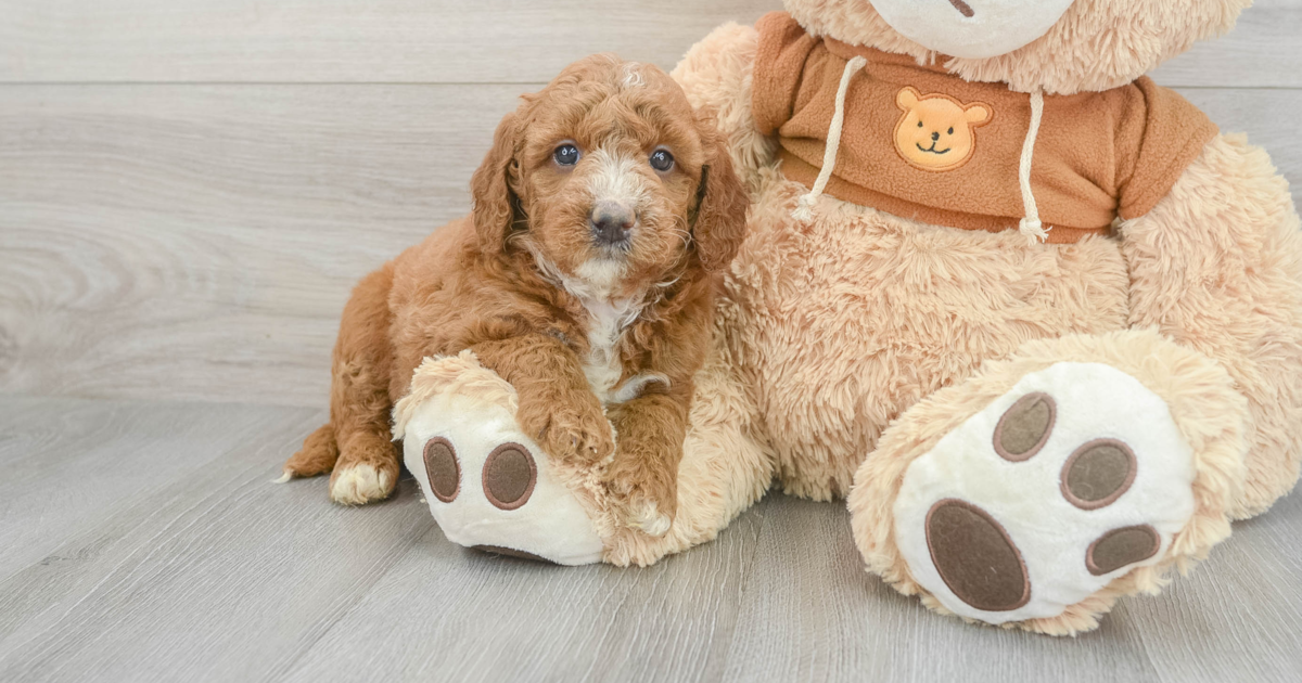 Smart Mini Goldendoodle Autumn: 8lb 4oz Doodle Puppy