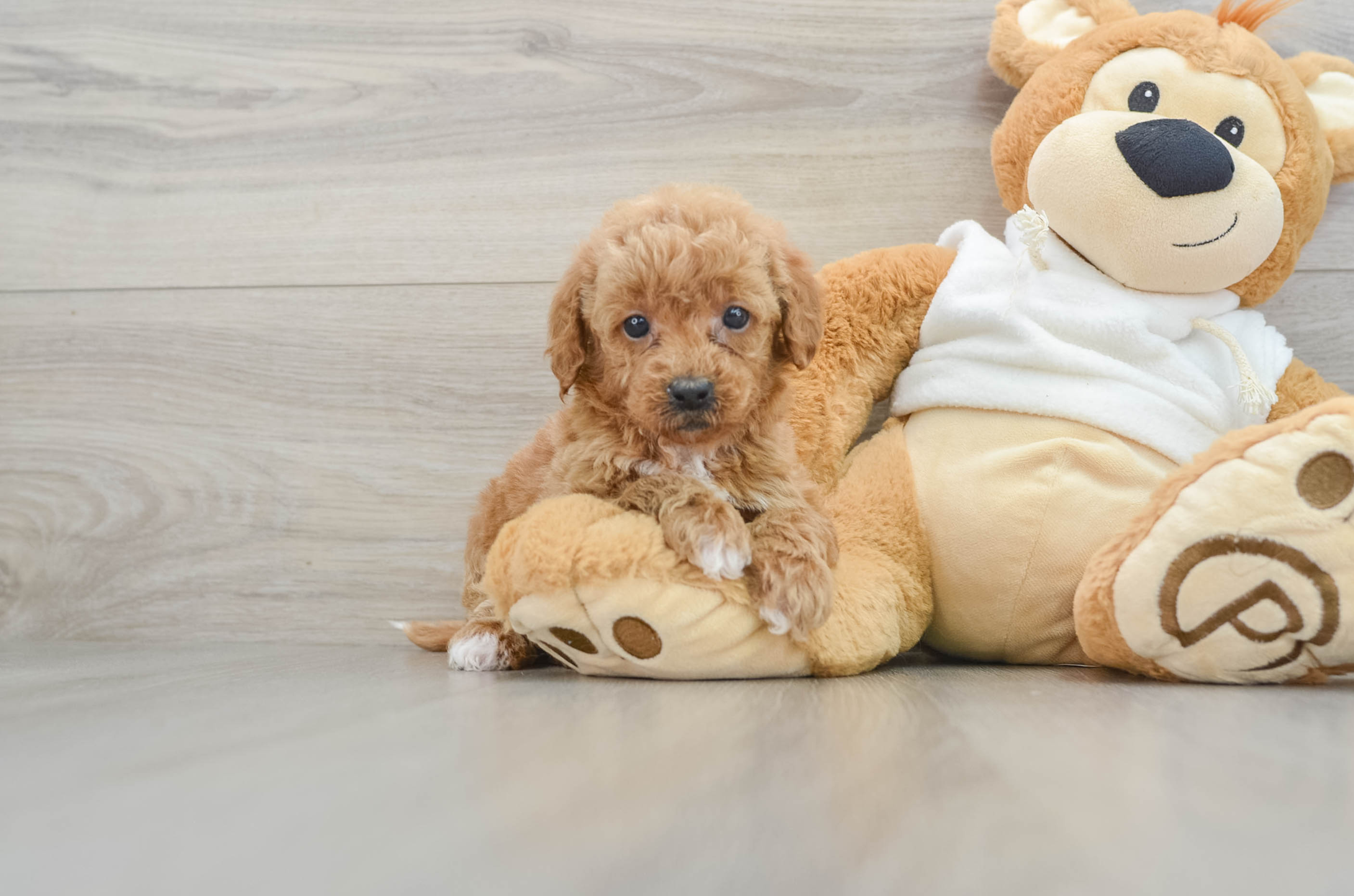 Toy Doodle Puppies For Sale | Premier Pups