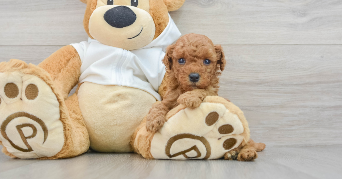 Smart Mini Goldendoodle Baron: 3lb 7oz Doodle Puppy