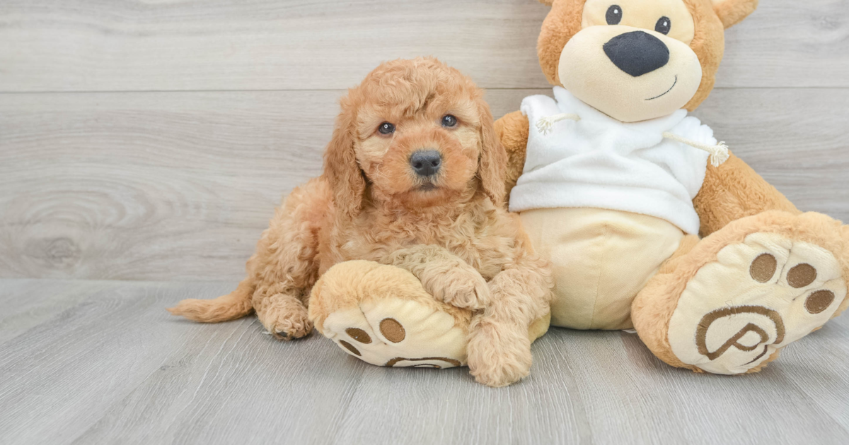 Fluffy Mini Goldendoodle Baron: 10lb 8oz Doodle Puppy