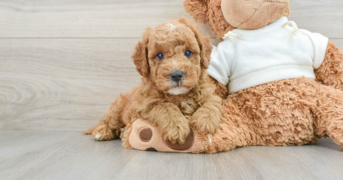 Smart Mini Goldendoodle Baron: 7lb 10oz Doodle Puppy