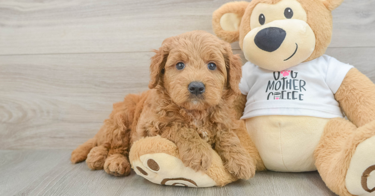 Popular Mini Goldendoodle Barrett: 7lb 6oz Doodle Puppy